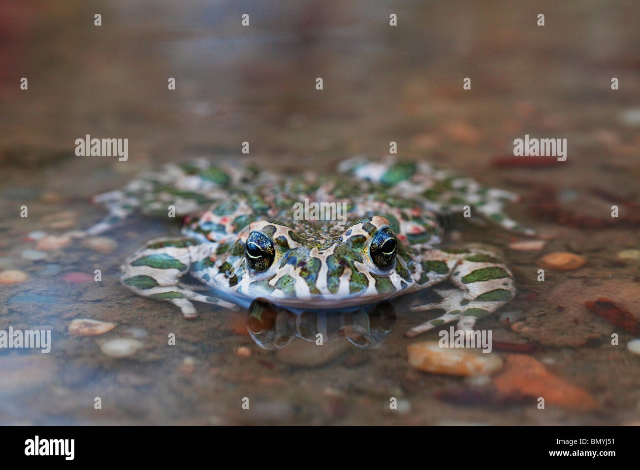 European Green toad in the water / Bufo viridis Stock Photo - Alamy