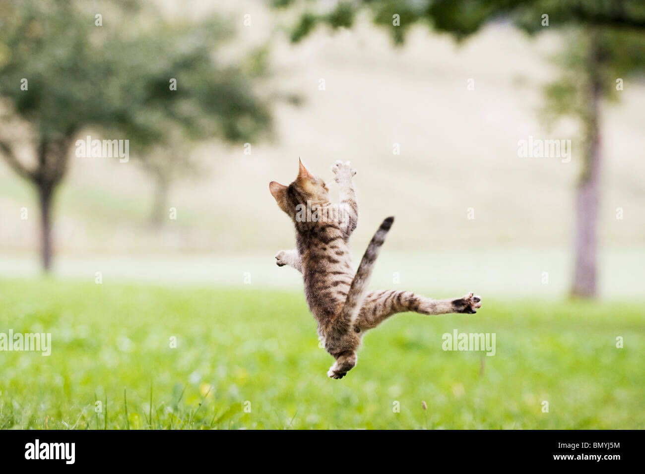 Kitten jumping grass hi-res stock photography and images - Alamy