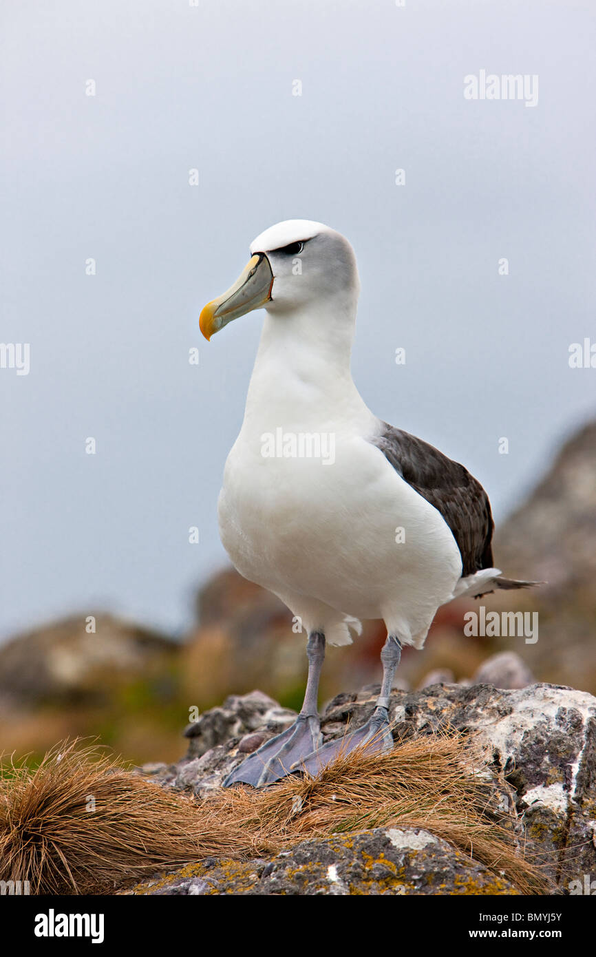 Shy Albatross Thalassarche cauta Stock Photo - Alamy