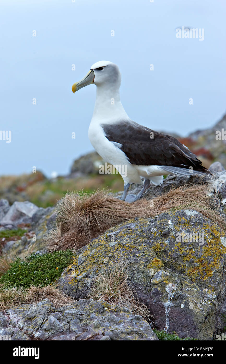 Shy Albatross Thalassarche cauta Stock Photo - Alamy