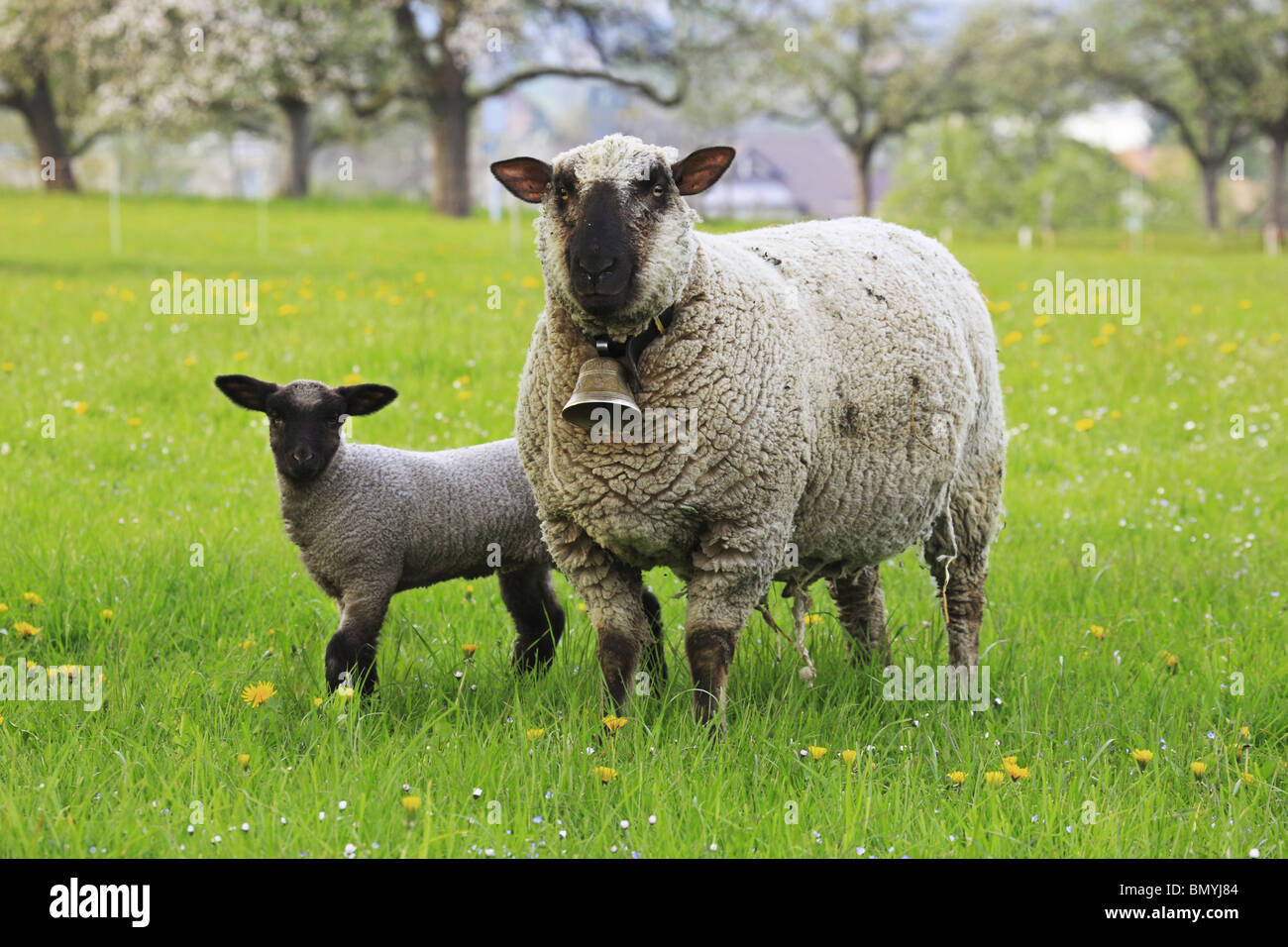 domestic sheep lamb meadow Stock Photo - Alamy
