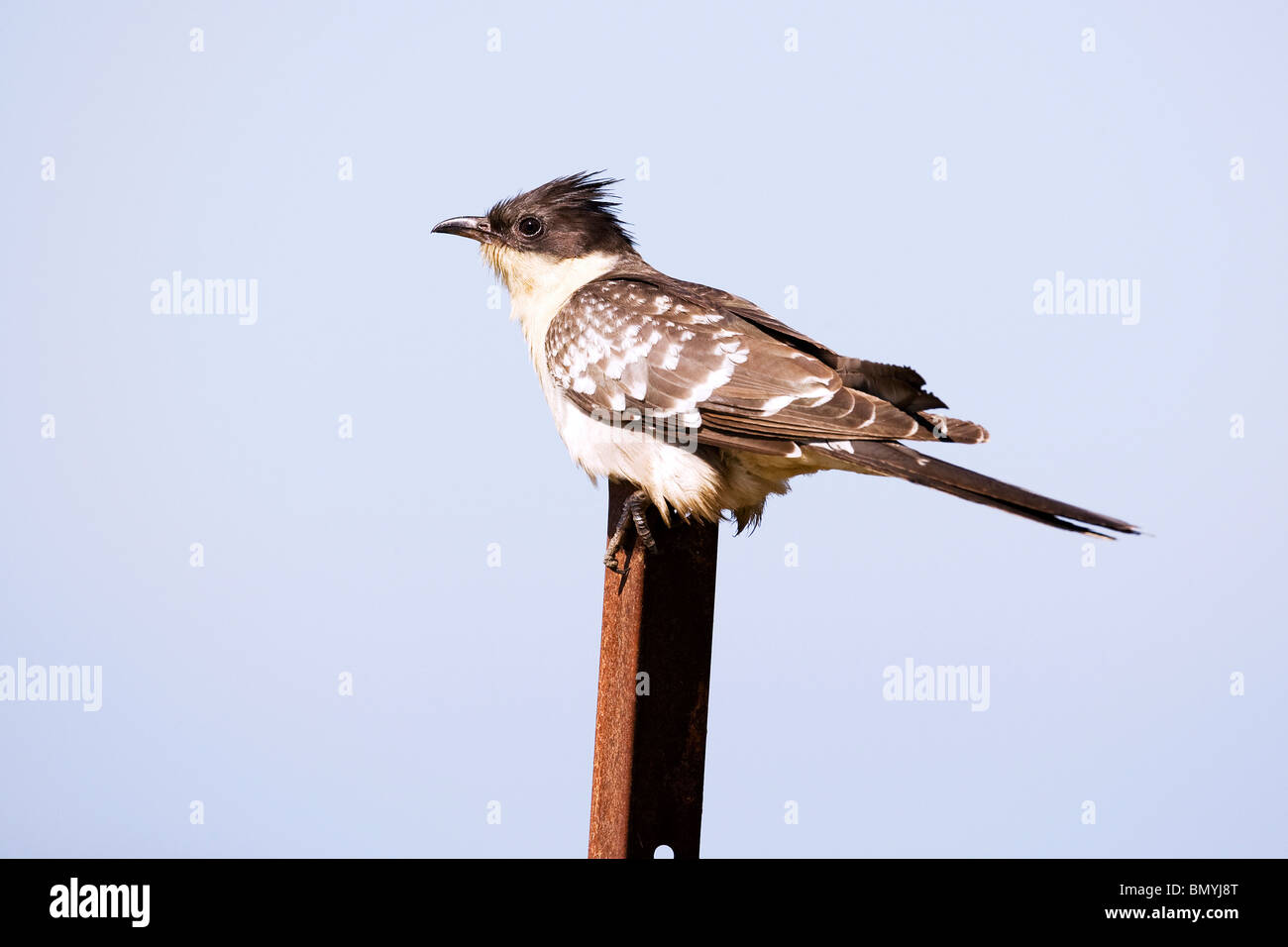 Great Spotted Cuckoo - sitting on a bar / Clamator glandarius Stock ...