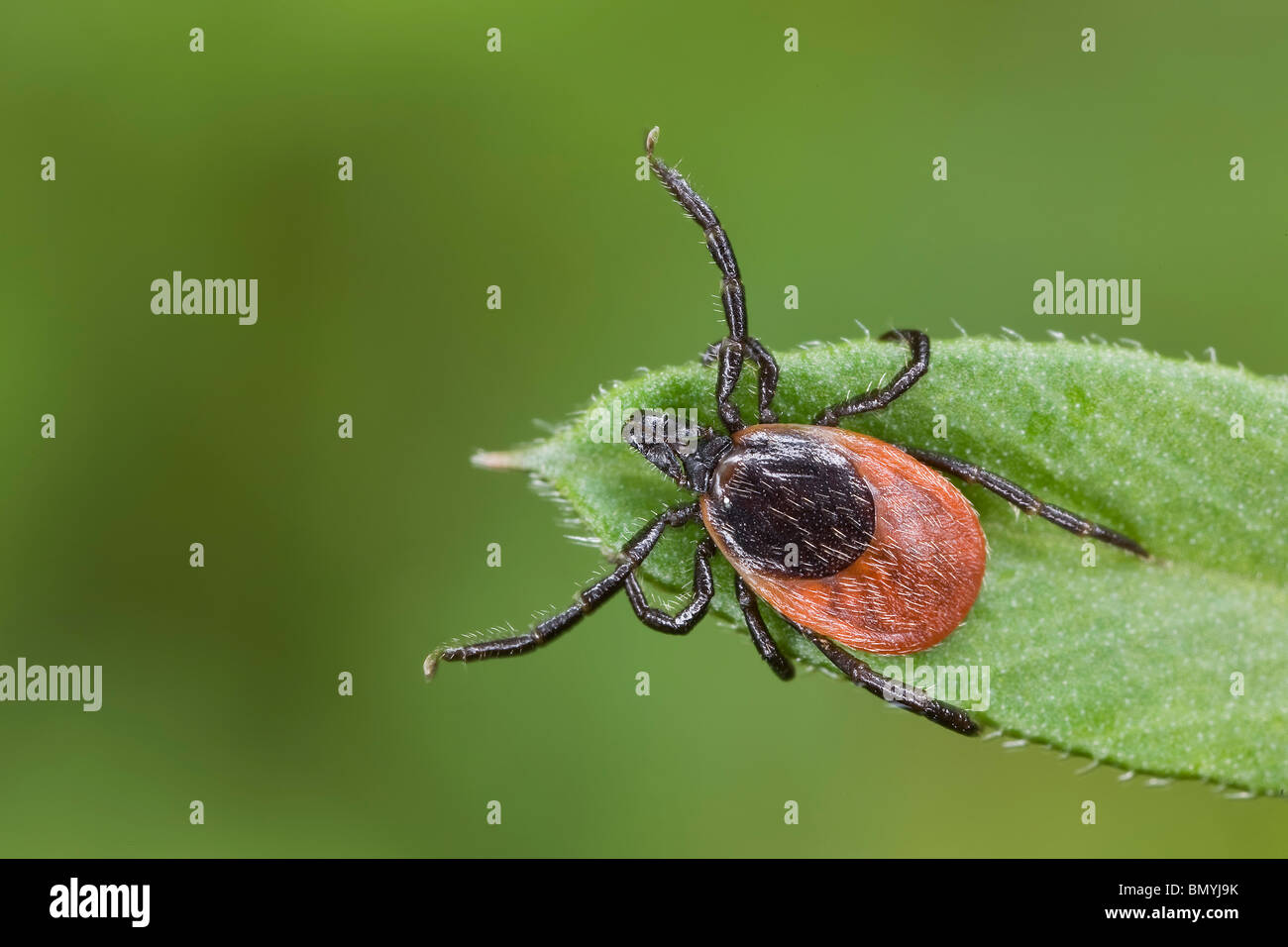 Deer Tick (Ixodes scapularis) on a leaf Stock Photo - Alamy