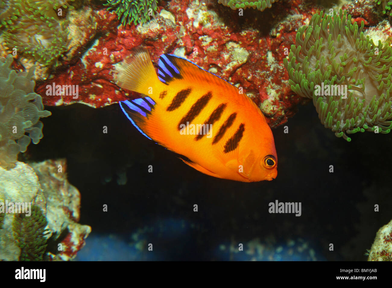 Flame angelfish hi-res stock photography and images - Alamy
