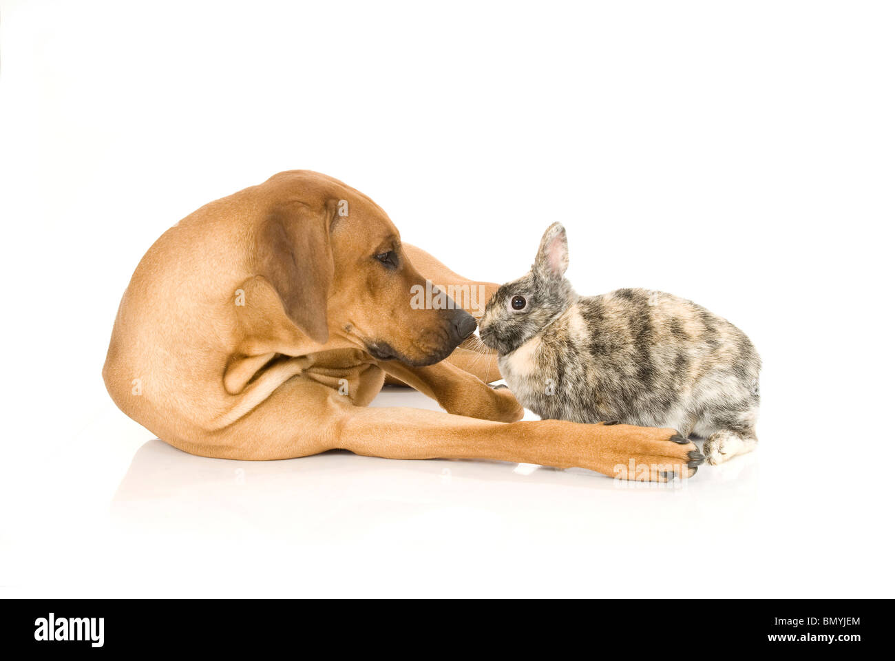 animal friendship: dog and a dwarf rabbit Stock Photo - Alamy