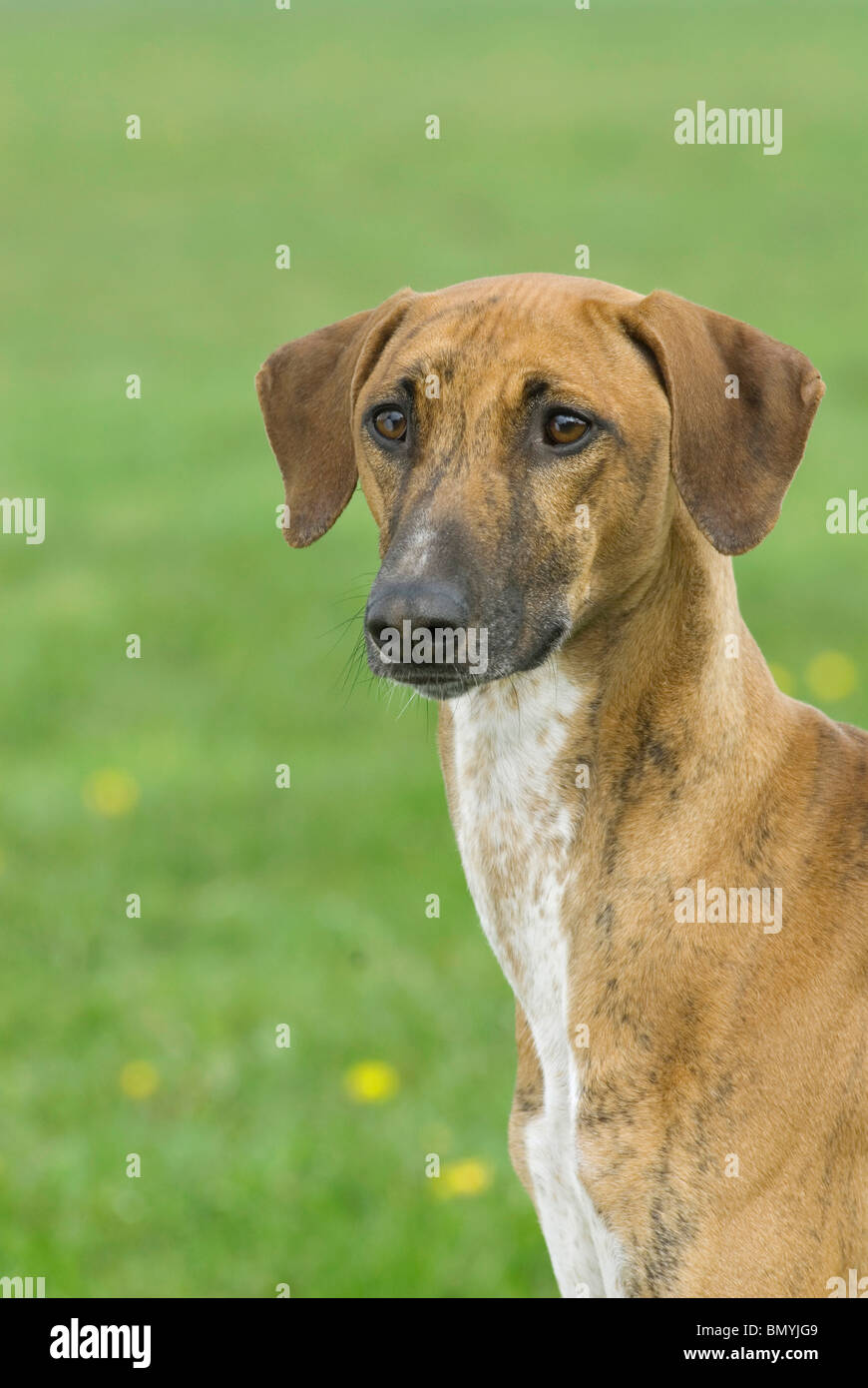 Azawakh dog portrait Stock Photo - Alamy
