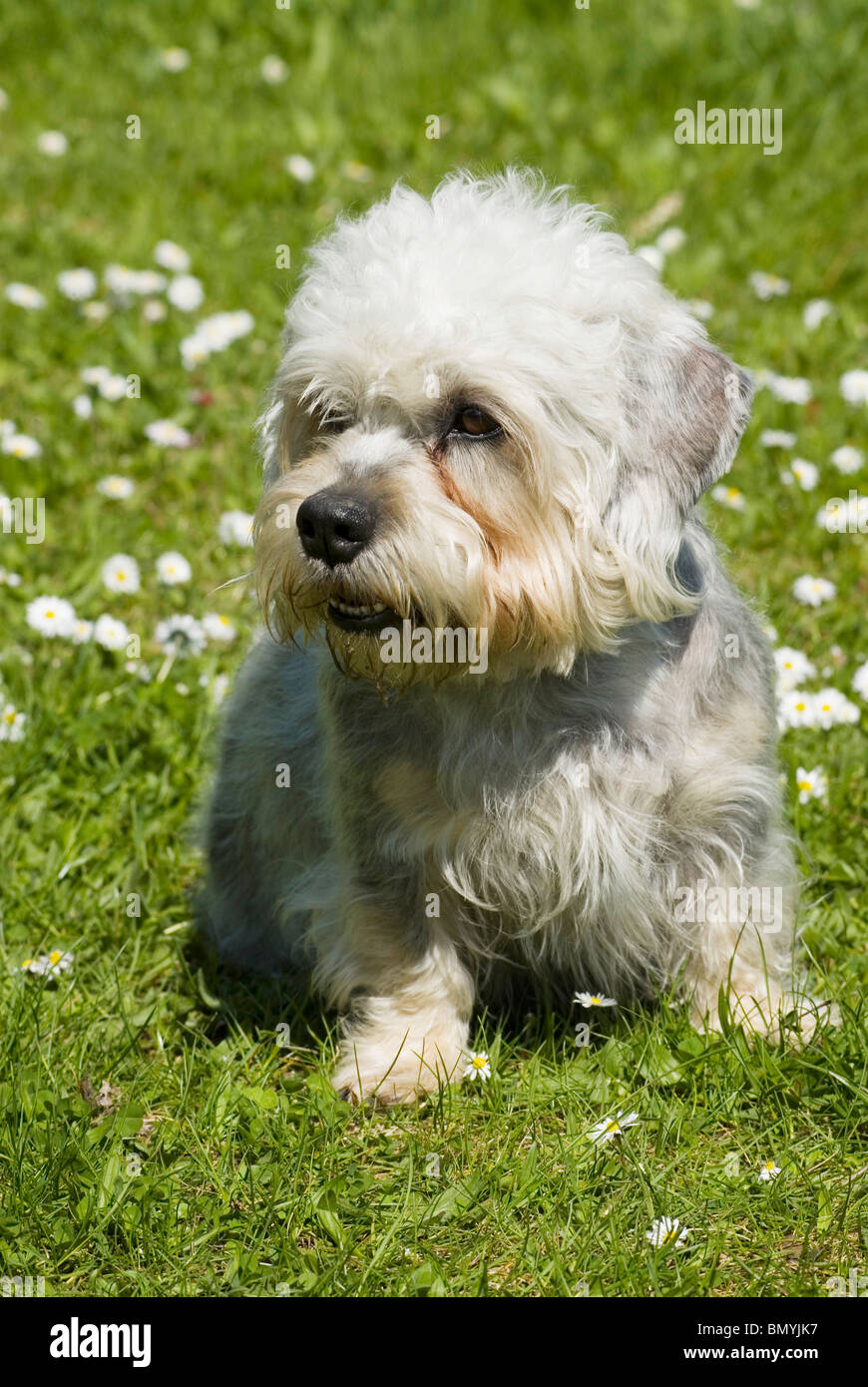 Dandie Dimont Terrier dog sitting meadow Stock Photo - Alamy