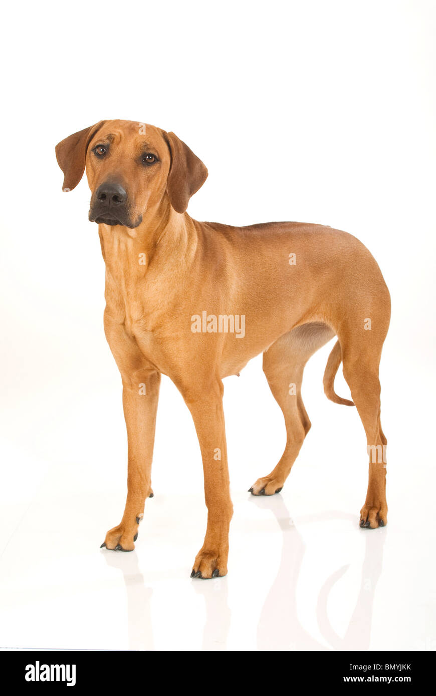Ridgebacks Cut Out Stock Images & Pictures - Alamy