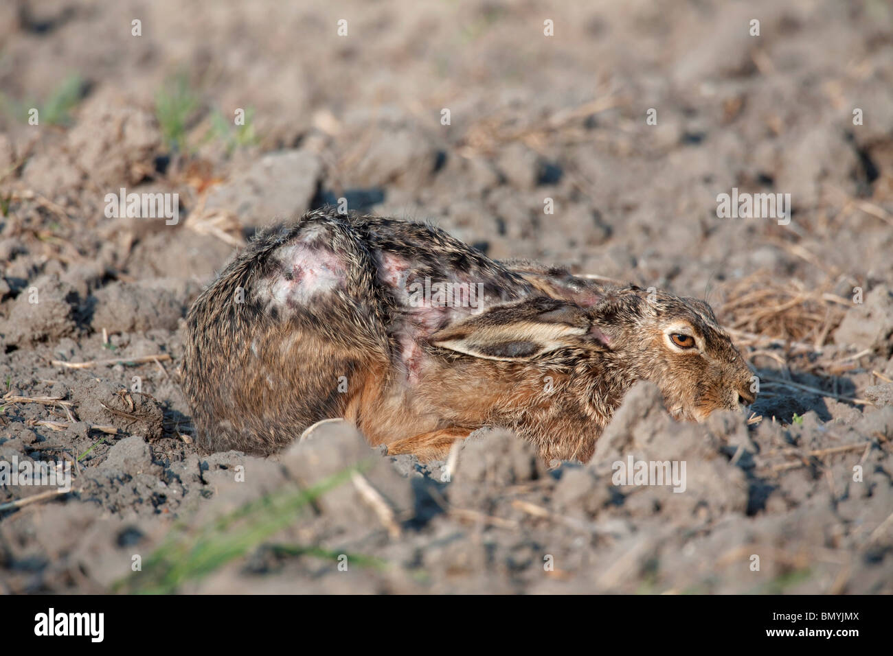 Injured hare hi-res stock photography and images - Alamy