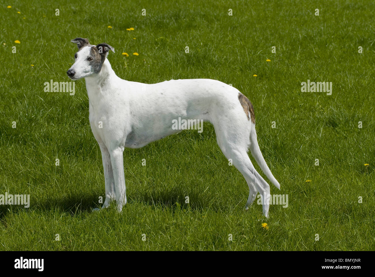 Magyar Agar High Resolution Stock Photography and Images - Alamy