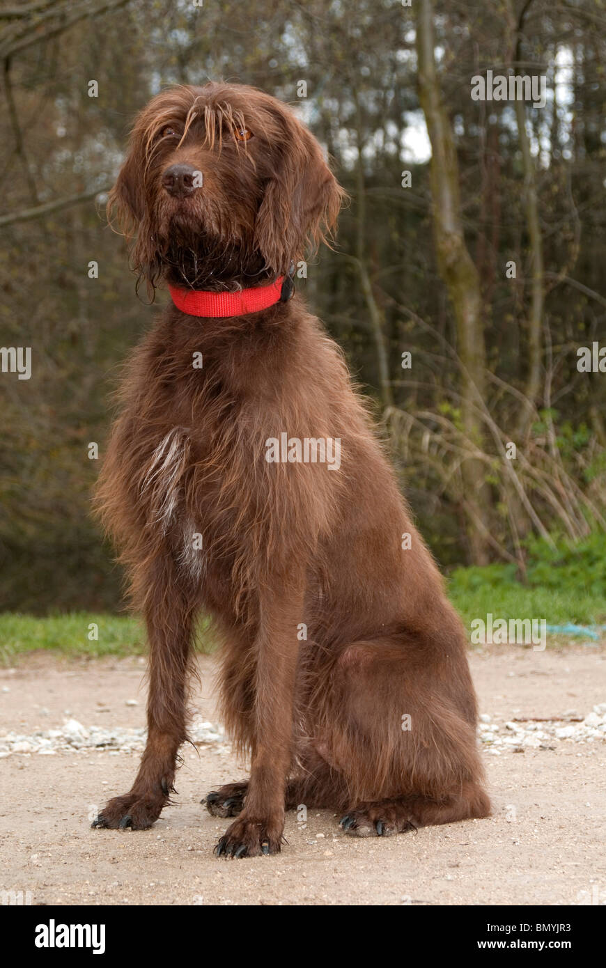 Pudelpointer dog sitting Stock Photo - Alamy