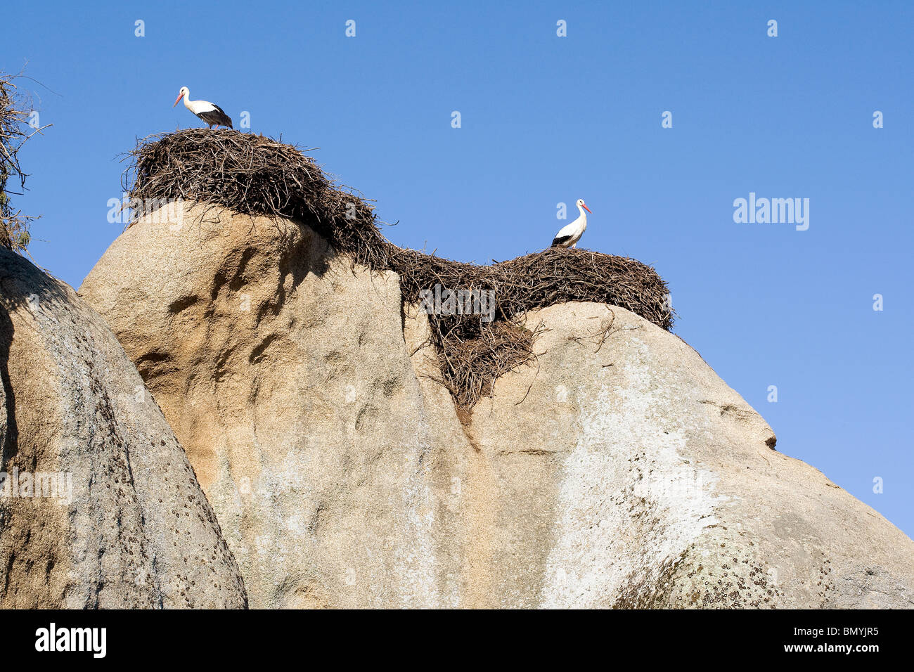 two White Storks in nests on a rock Stock Photo - Alamy