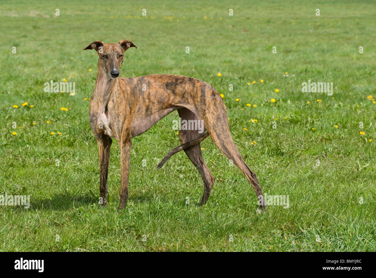 Standing greyhound hi-res stock photography and images - Alamy