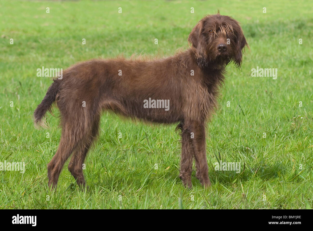 Pudelpointer dog standing Stock Photo - Alamy