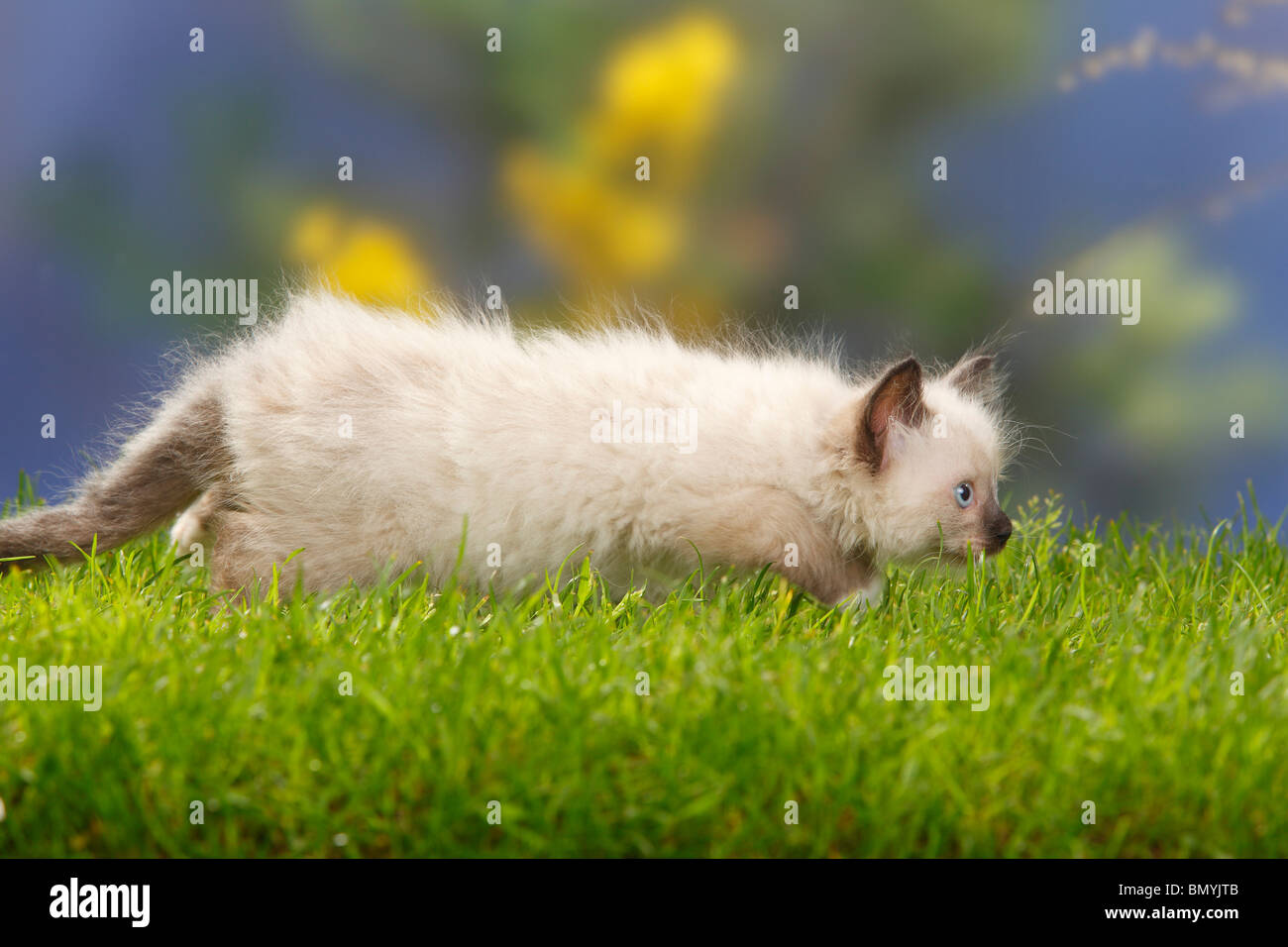 Neva Masquarade, kitten, 7 weeks / Siberian Forest Cat, Siberian Cat ...