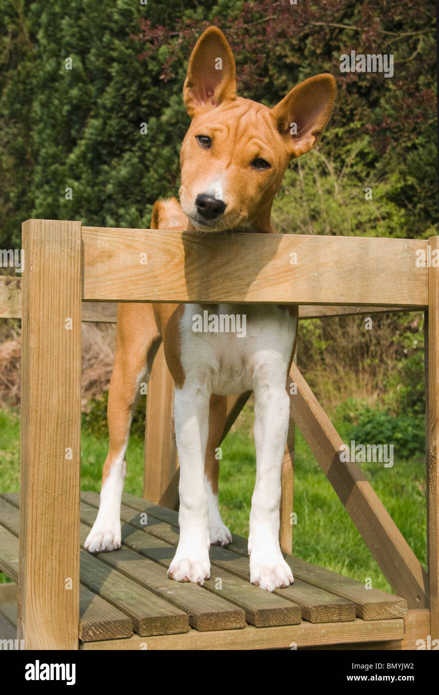 Basenji dog puppy standing bench Stock Photo - Alamy