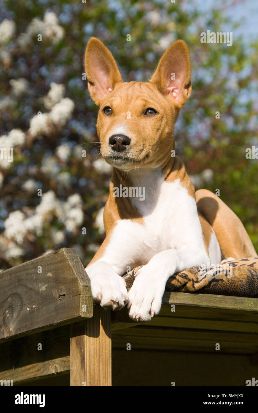 Basenji dog puppy lying Stock Photo - Alamy