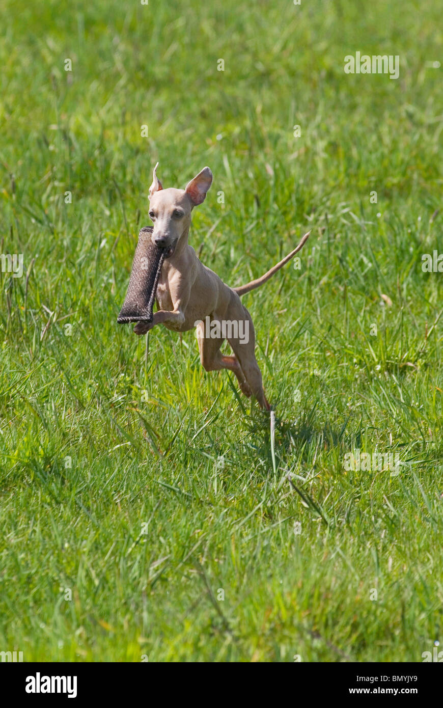 Italian Greyhound dog playing meadow Stock Photo - Alamy