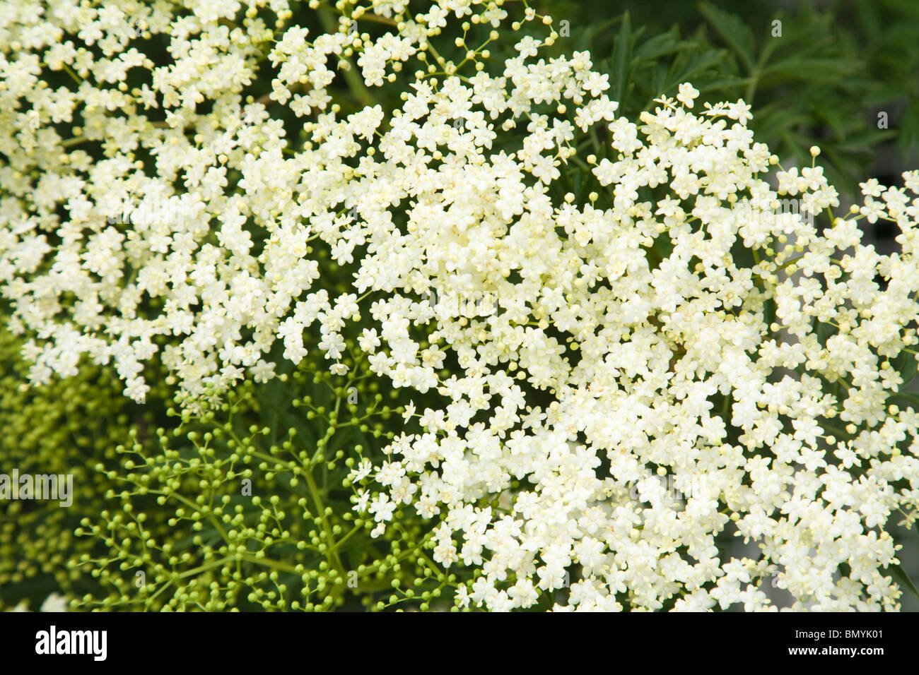 European elder hi-res stock photography and images - Alamy