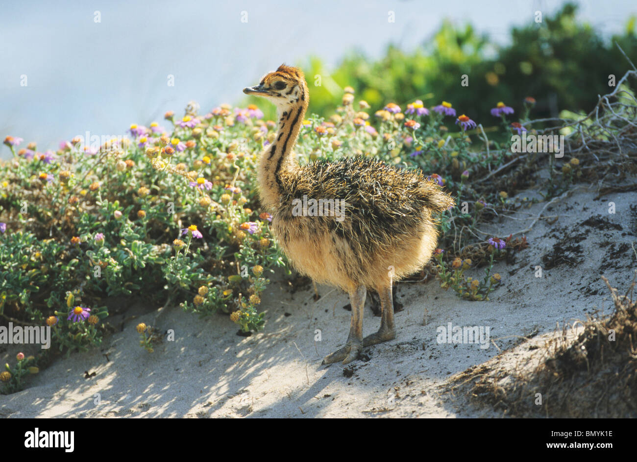 Ostrich - cub standing / Struthio camelus Stock Photo - Alamy