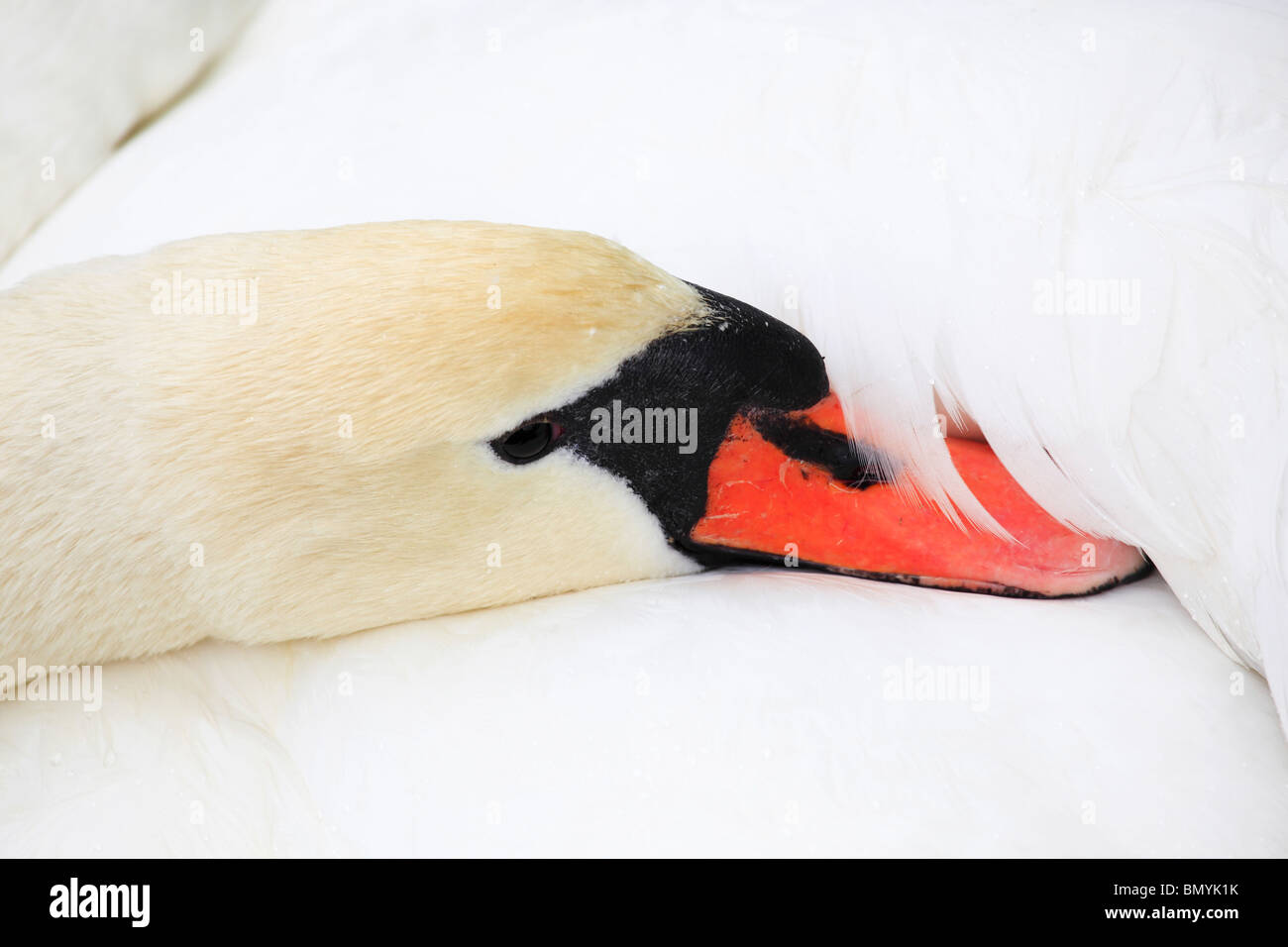Cygnus olor sleeping hi-res stock photography and images - Alamy