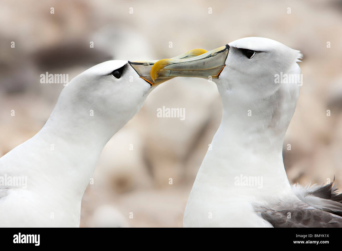 Shy Albatross Thalassarche cauta Stock Photo - Alamy