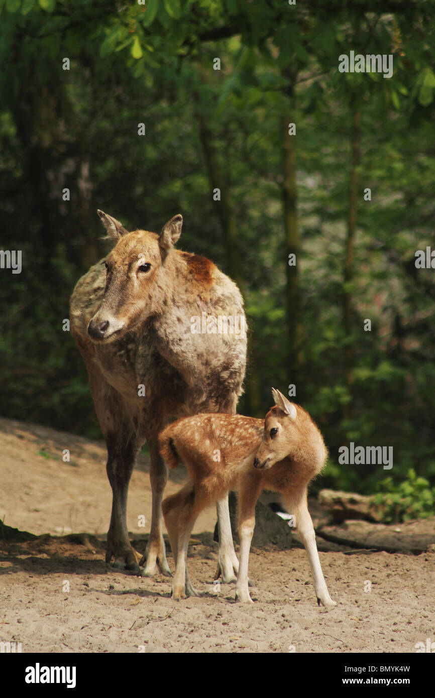 Père David's Deer - female with cub / Elaphurus davidianus Stock Photo ...