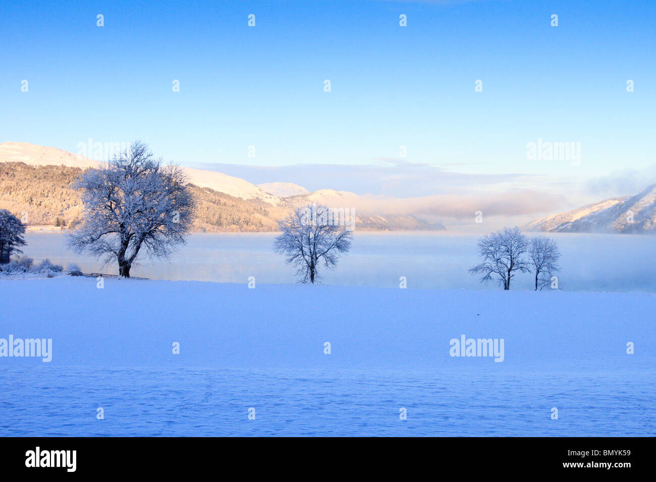 Three trees in a snow covered Scottish field Stock Photo - Alamy