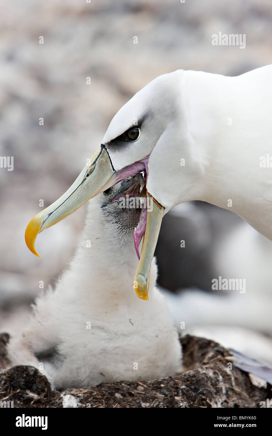 Shy Albatross Thalassarche cauta feeding chick freshly caught squid ...