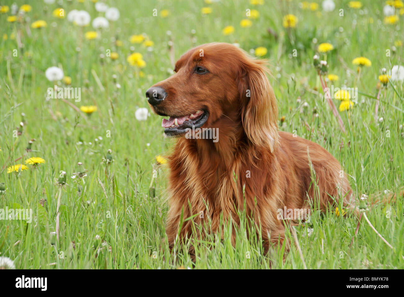 Irish Setter dog sitting high grass Stock Photo - Alamy
