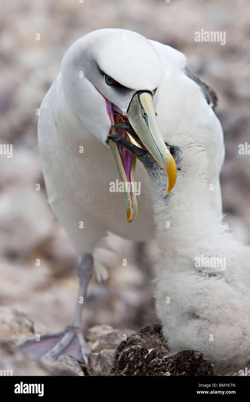 Shy Albatross Thalassarche cauta feeding chick freshly caught squid ...