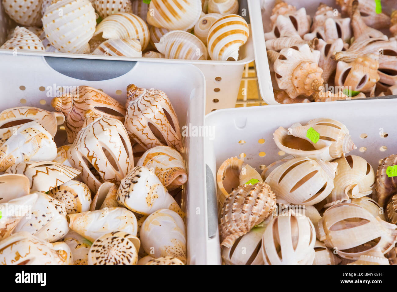 Sea Shells for sale, Tarpon Springs, Florida, USA Stock Photo - Alamy