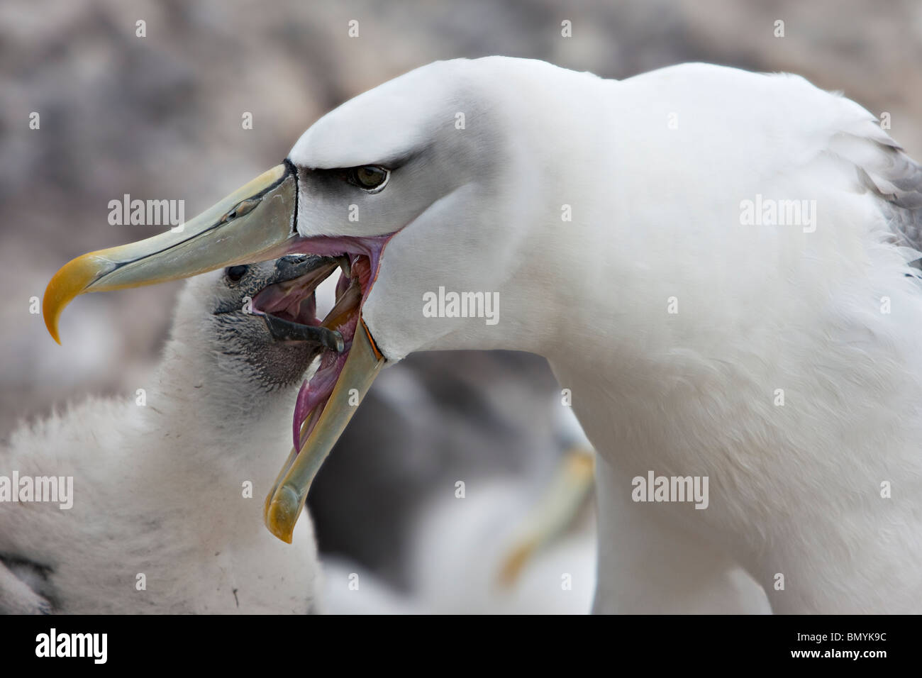 Shy Albatross Thalassarche cauta feeding chick freshly caught squid ...