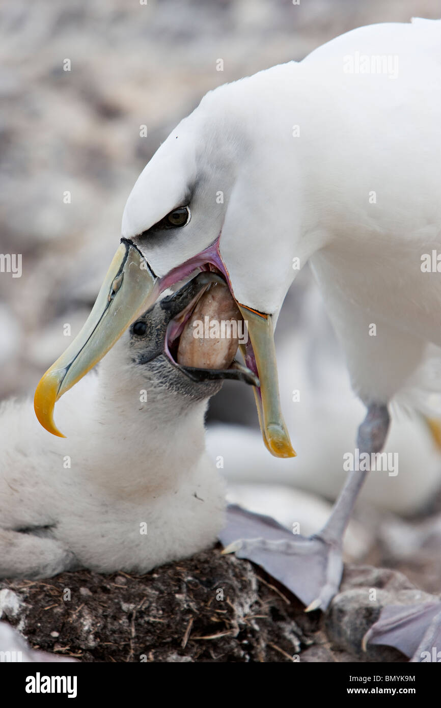 Shy Albatross Thalassarche cauta feeding chick freshly caught squid ...
