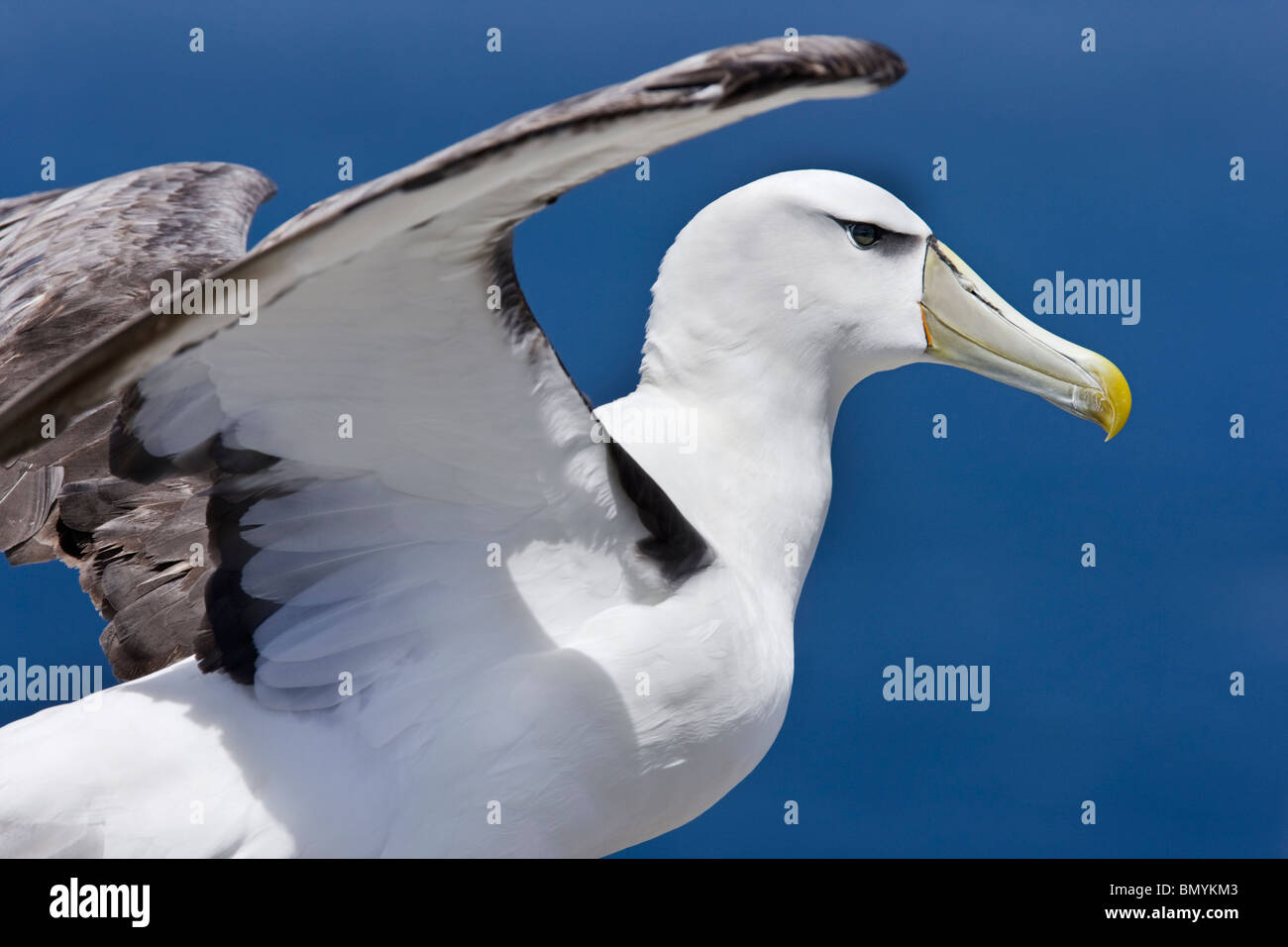 Shy Albatross Thalassarche cauta Stock Photo - Alamy
