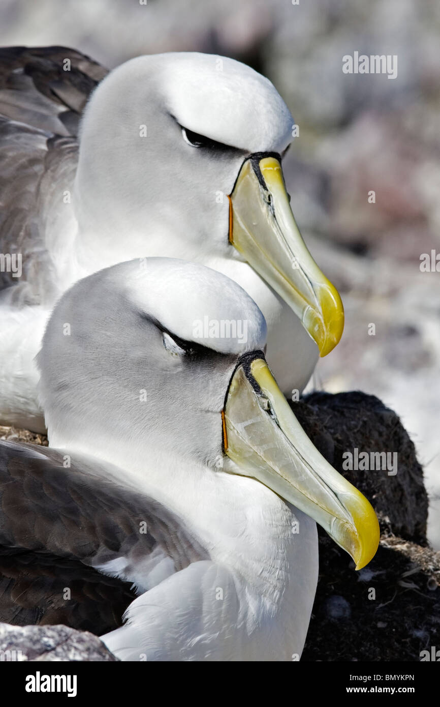 Shy Albatross Thalassarche cauta Stock Photo - Alamy