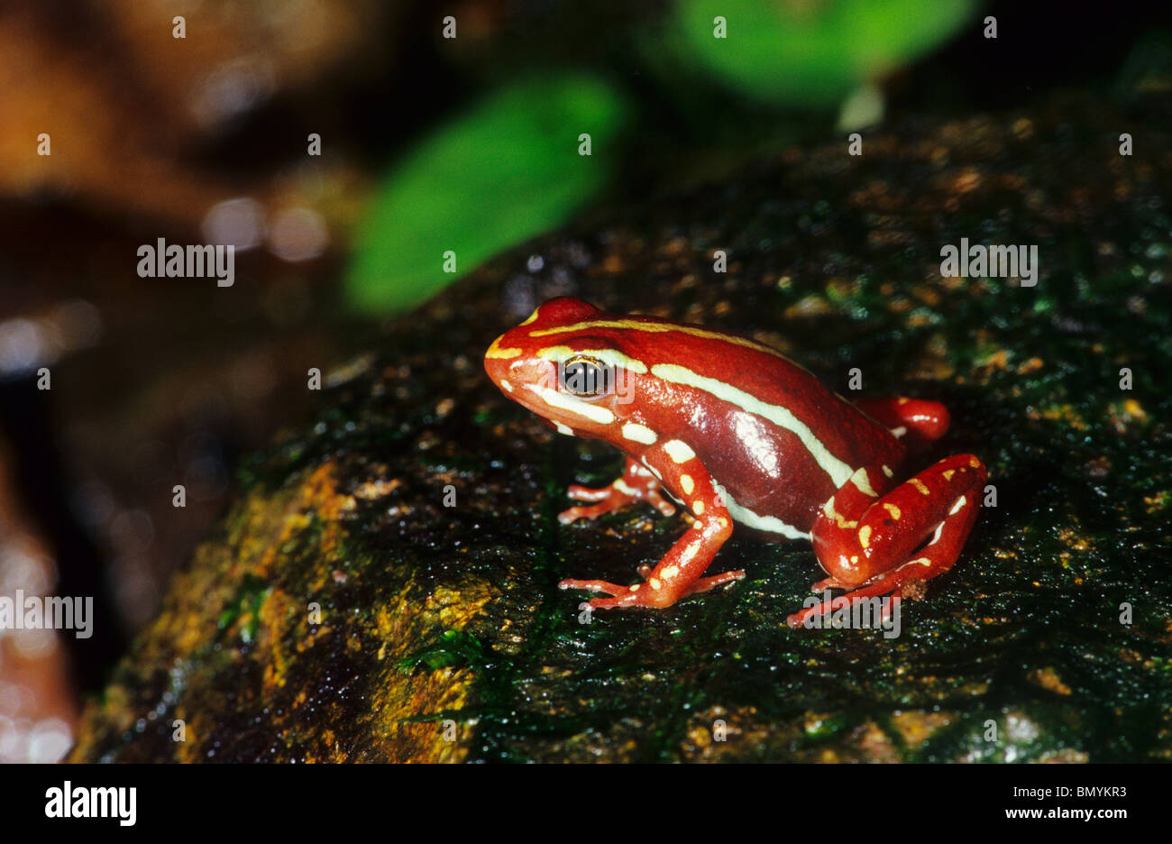 Phantasmal poison frog hi-res stock photography and images - Alamy