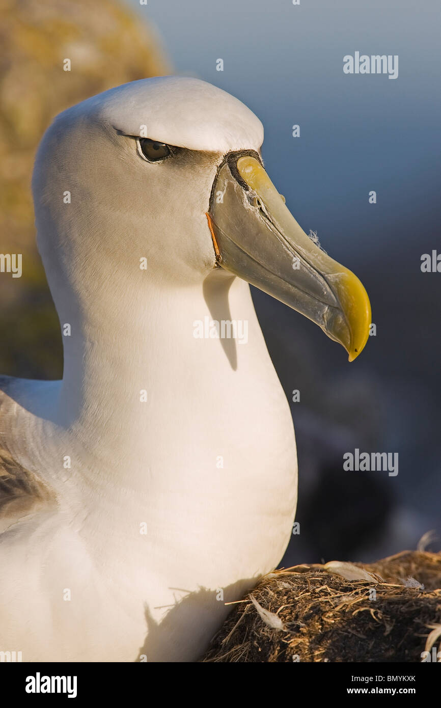 Shy Albatross Thalassarche cauta Stock Photo - Alamy