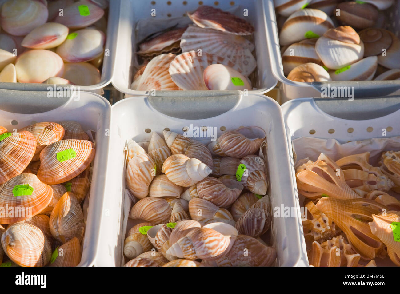 Sea shells stall hi-res stock photography and images - Alamy