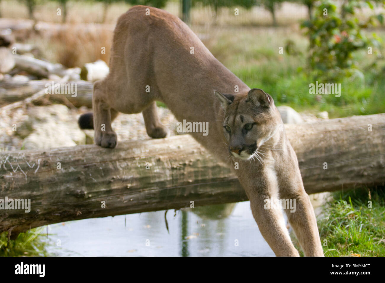 Adult female Puma jumping down from log Stock Photo - Alamy