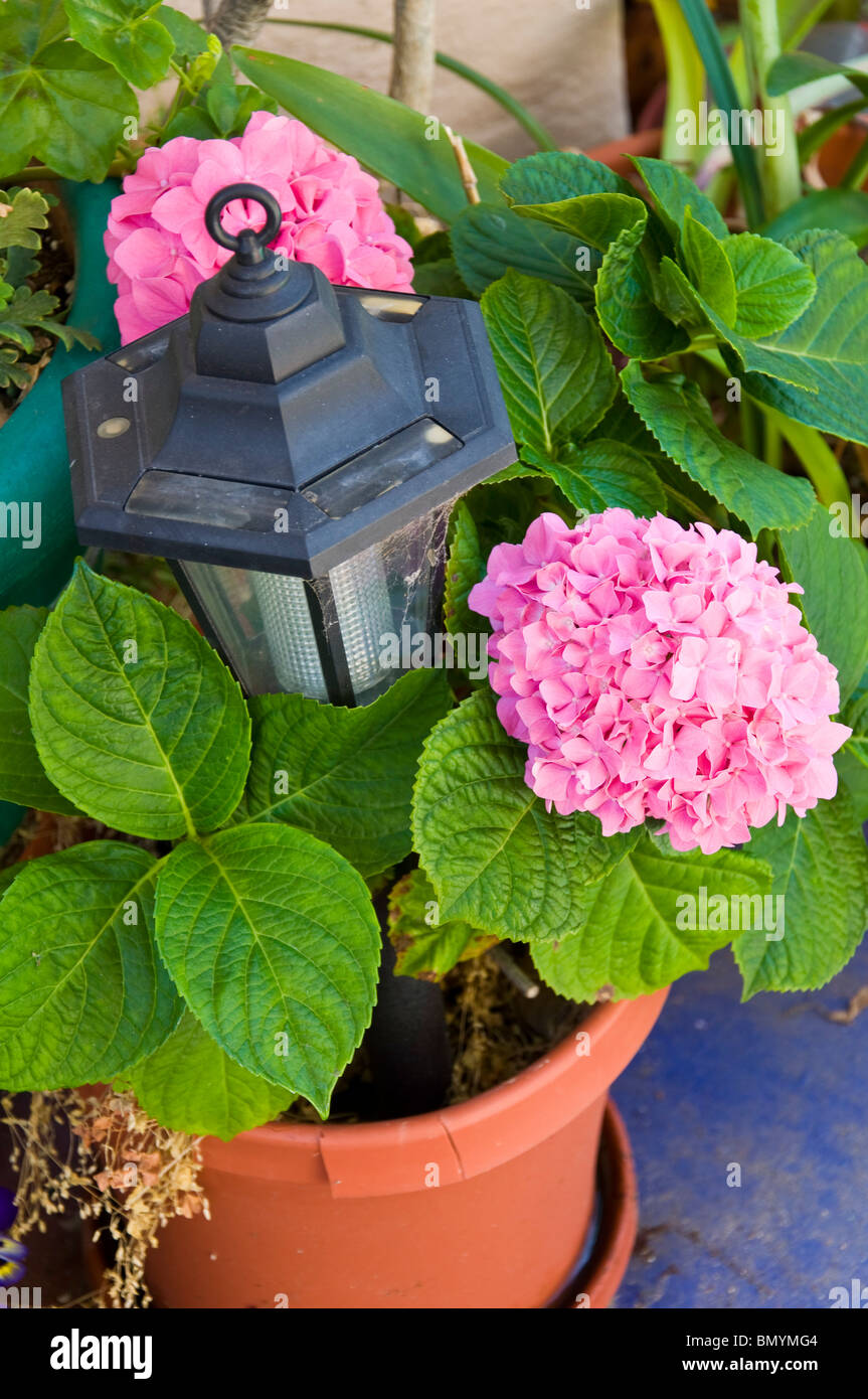 Flower and lantern Stock Photo - Alamy