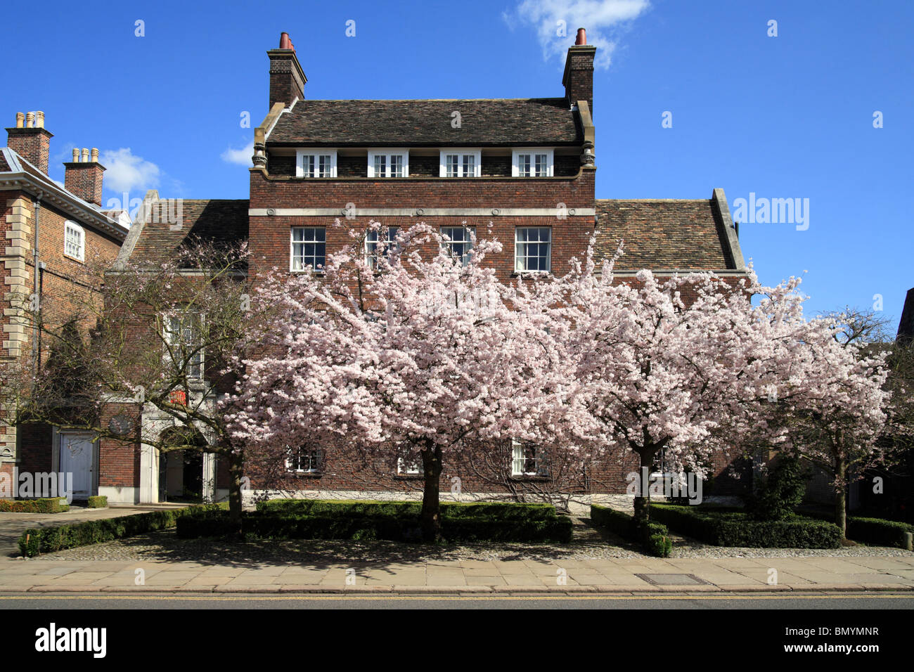 Pink cherry blossom cambridge england uk hi-res stock photography and ...