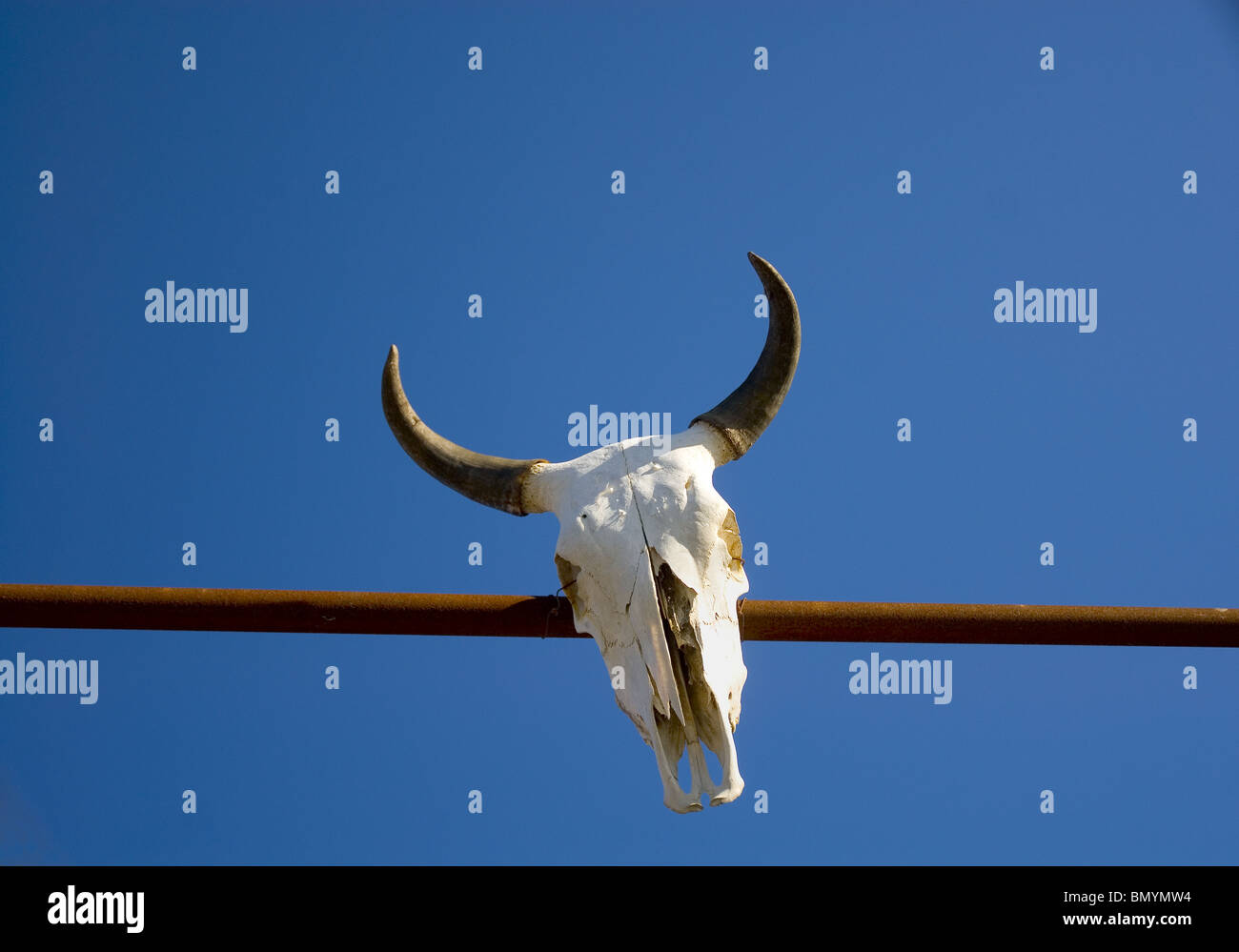 Scary Cow High Resolution Stock Photography and Images - Alamy