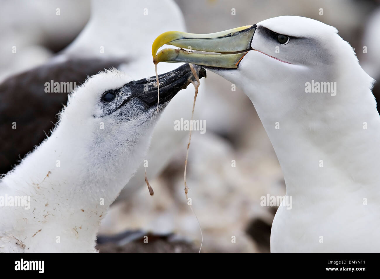 Shy Albatross (Thalassarche cauta) feeding arrow squid remains to its ...
