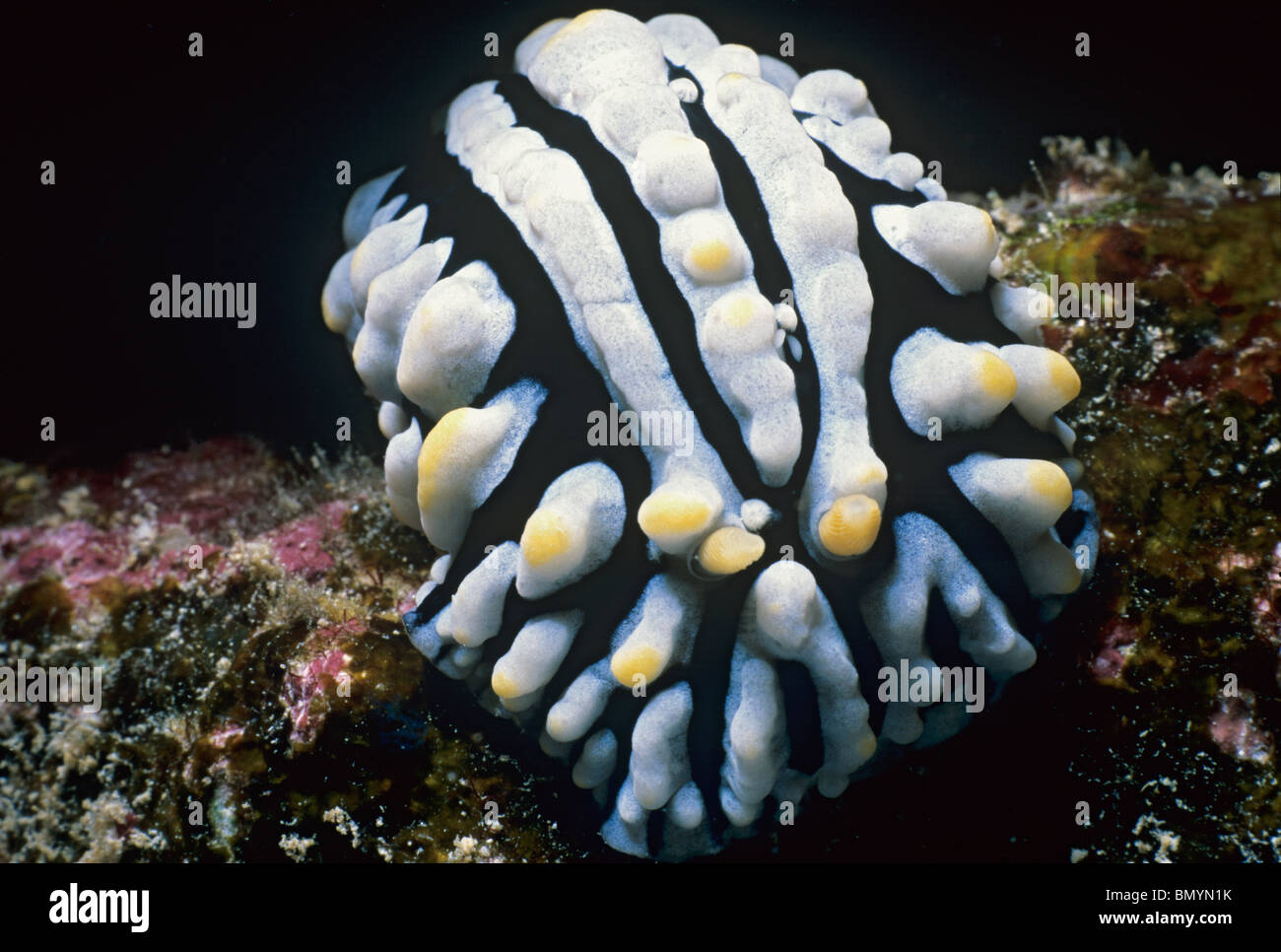 Blue Candy Nudibranch (Phyllidia arabica varicosa) - Red Sea, Egypt ...