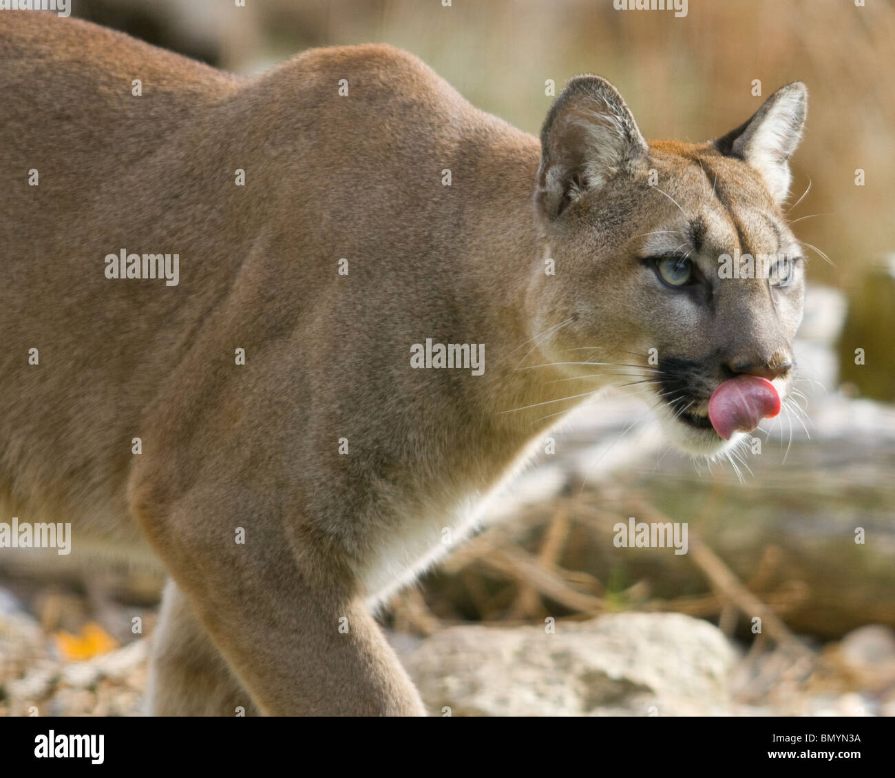 Adult female Puma licking its lips Stock Photo - Alamy