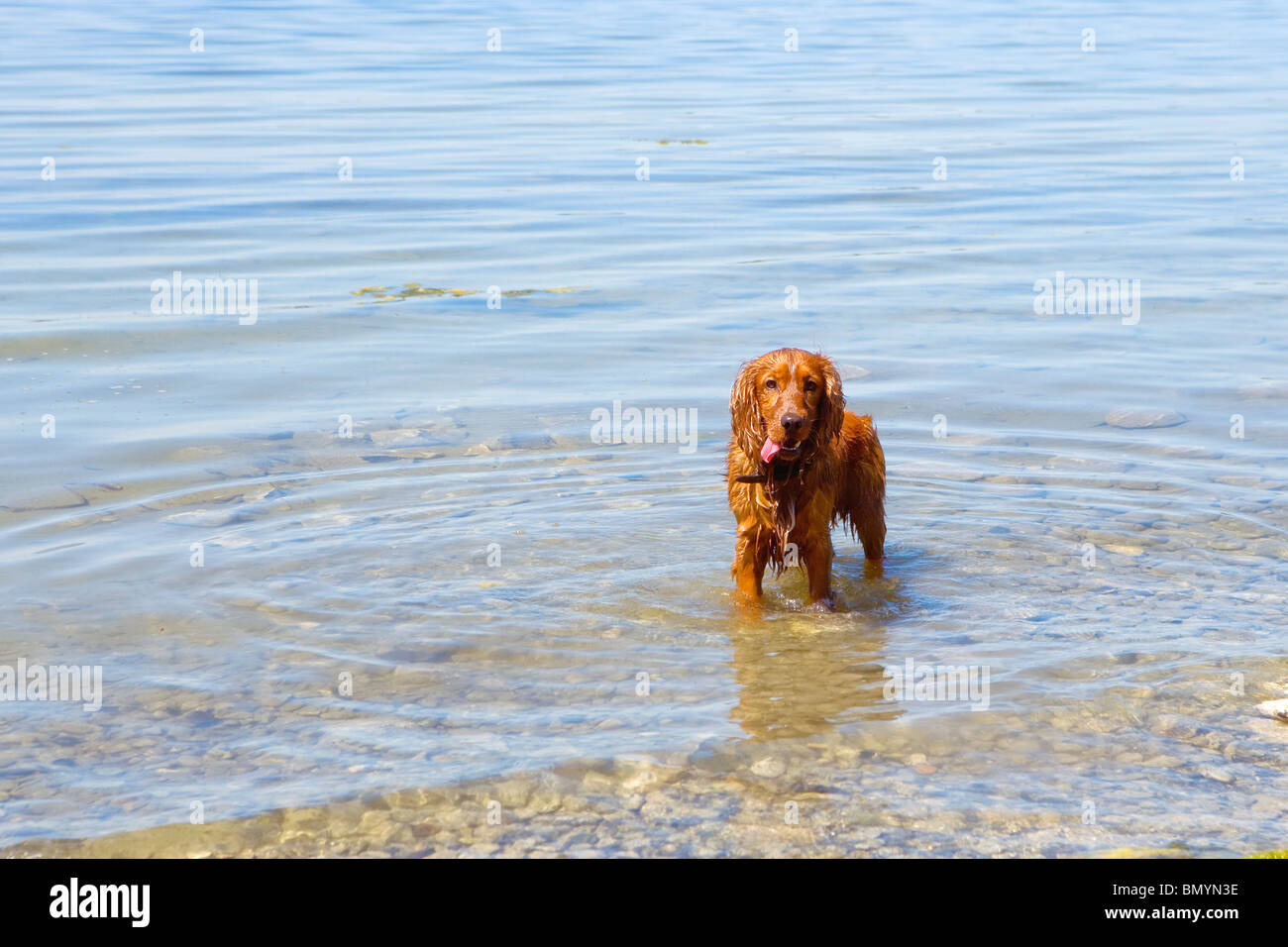 puppy dog in a lake,pet,domestic,man's best friend Stock Photo - Alamy