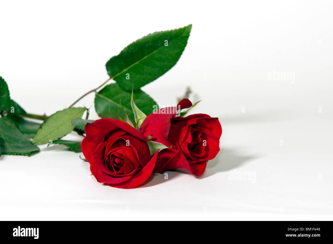 Two red roses on a white background Stock Photo - Alamy