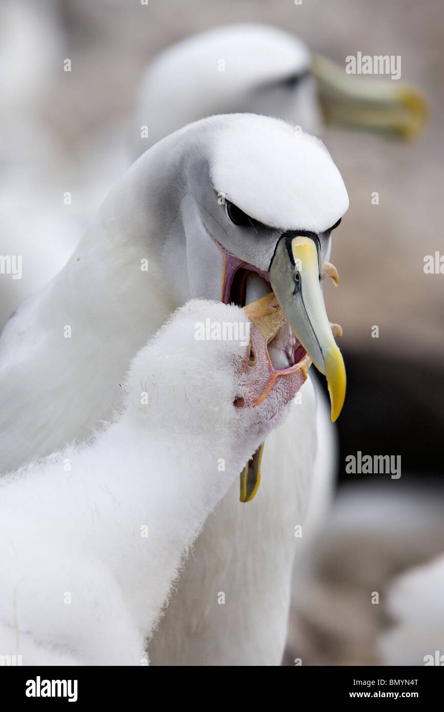 Shy Albatross (Thalassarche cauta) feeds albino chick the remains of ...