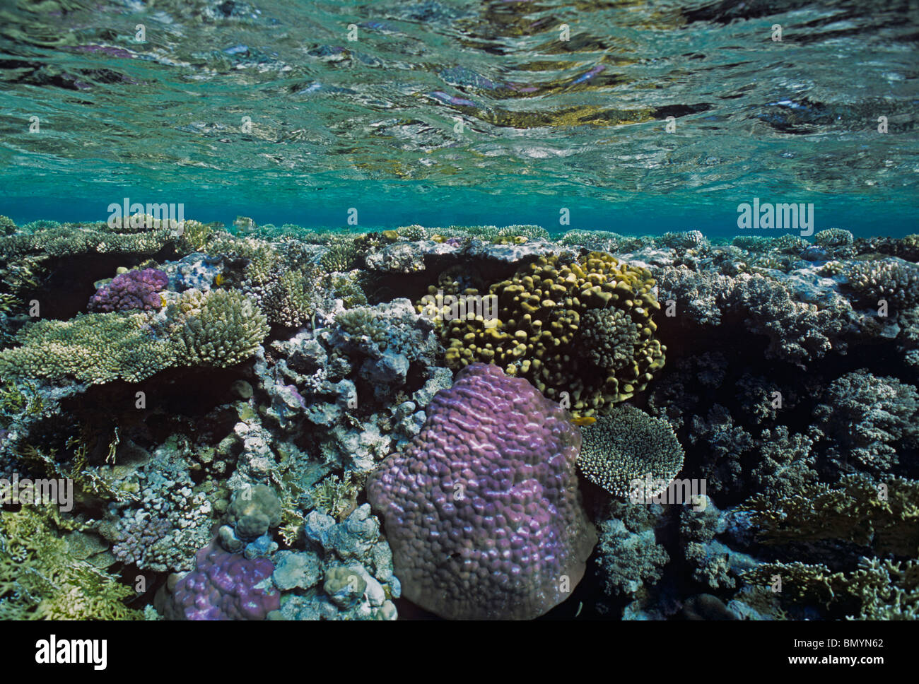 Coral Reef Table - Red Sea, Egypt Stock Photo - Alamy